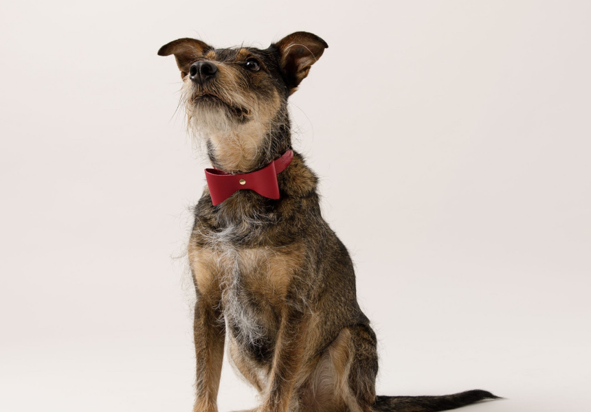 Luxe Design-Led Aussie Dog Products For Discerning Pooches