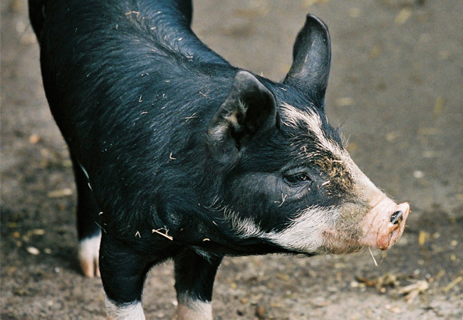 The Roast Collection