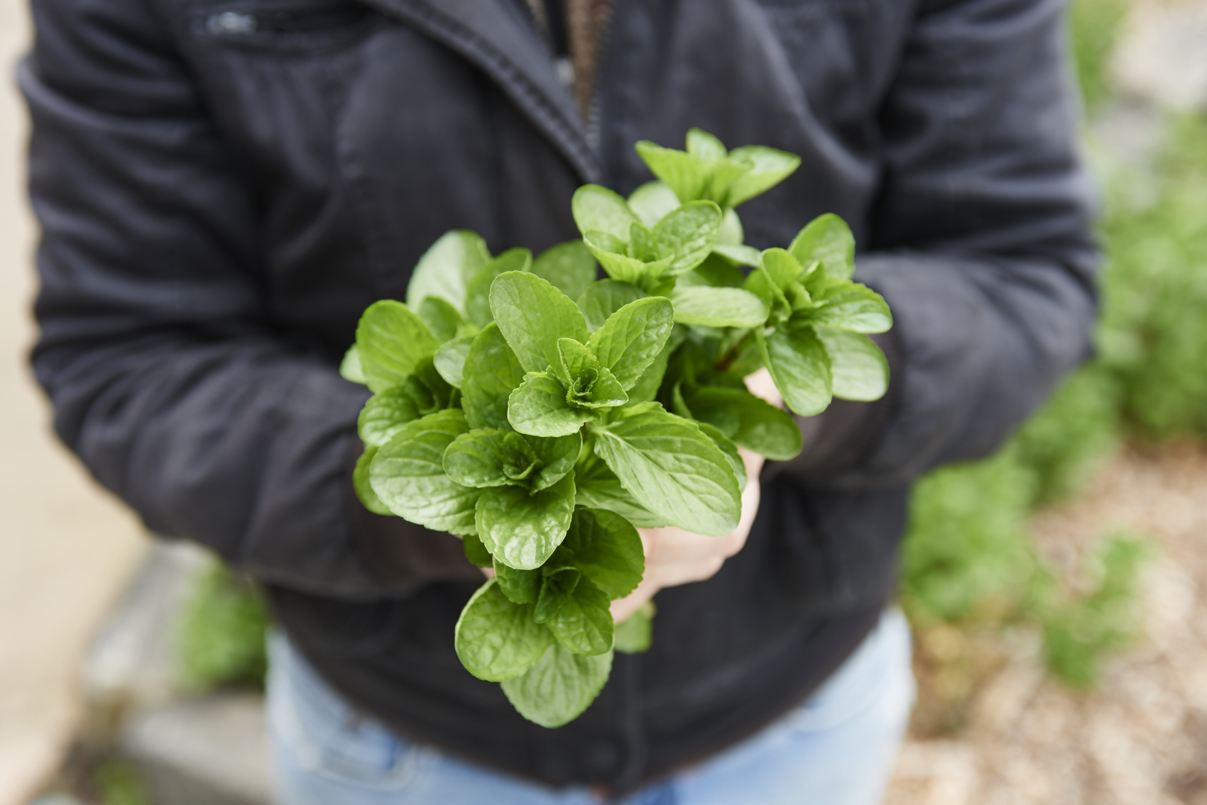 Make the Most of Your Mint