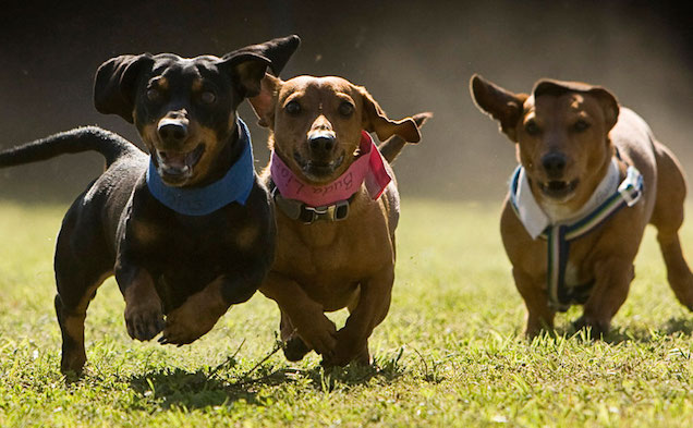 Hoptoberfest: the Running of the Wieners