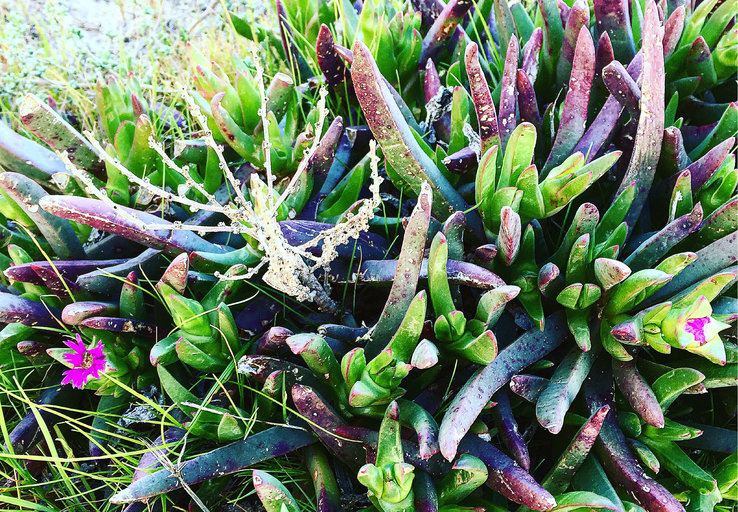 Get Back to Nature with Brew and Broth