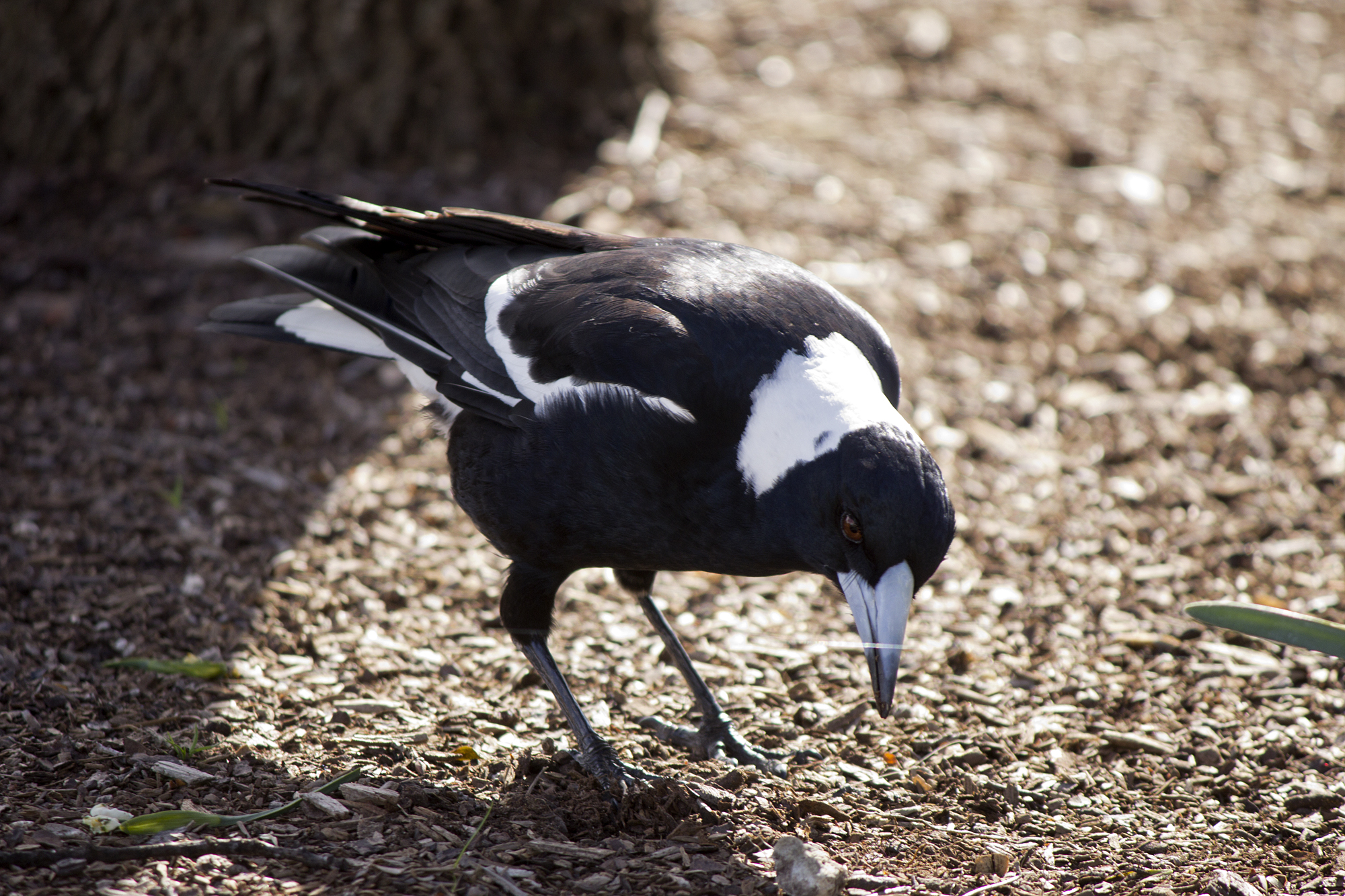 A Magpie Map Helps You Identify (and Avoid) Swooping Hotspots