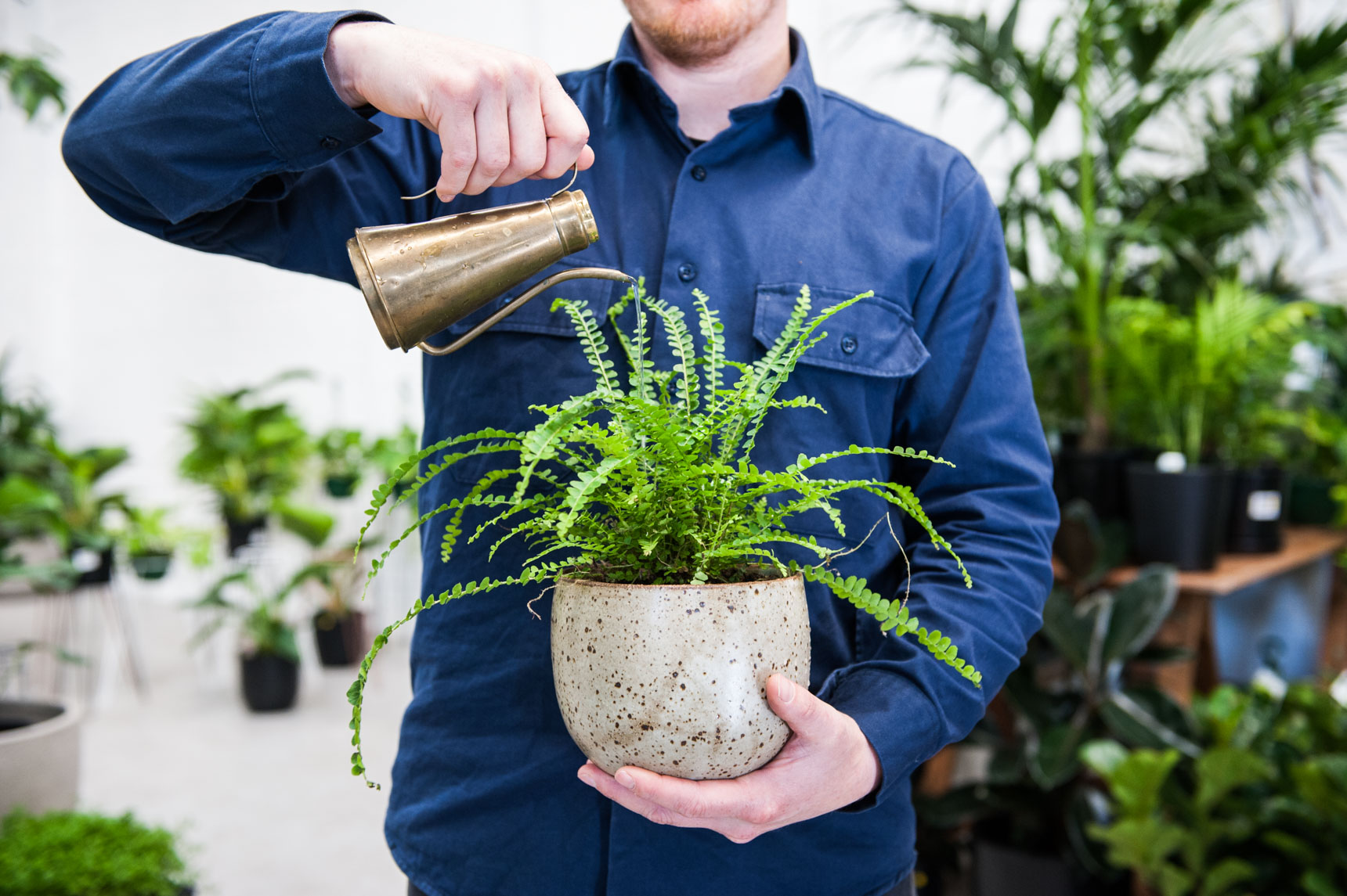 Where to Buy Cool Indoor Plants (and How to Keep Them Alive)