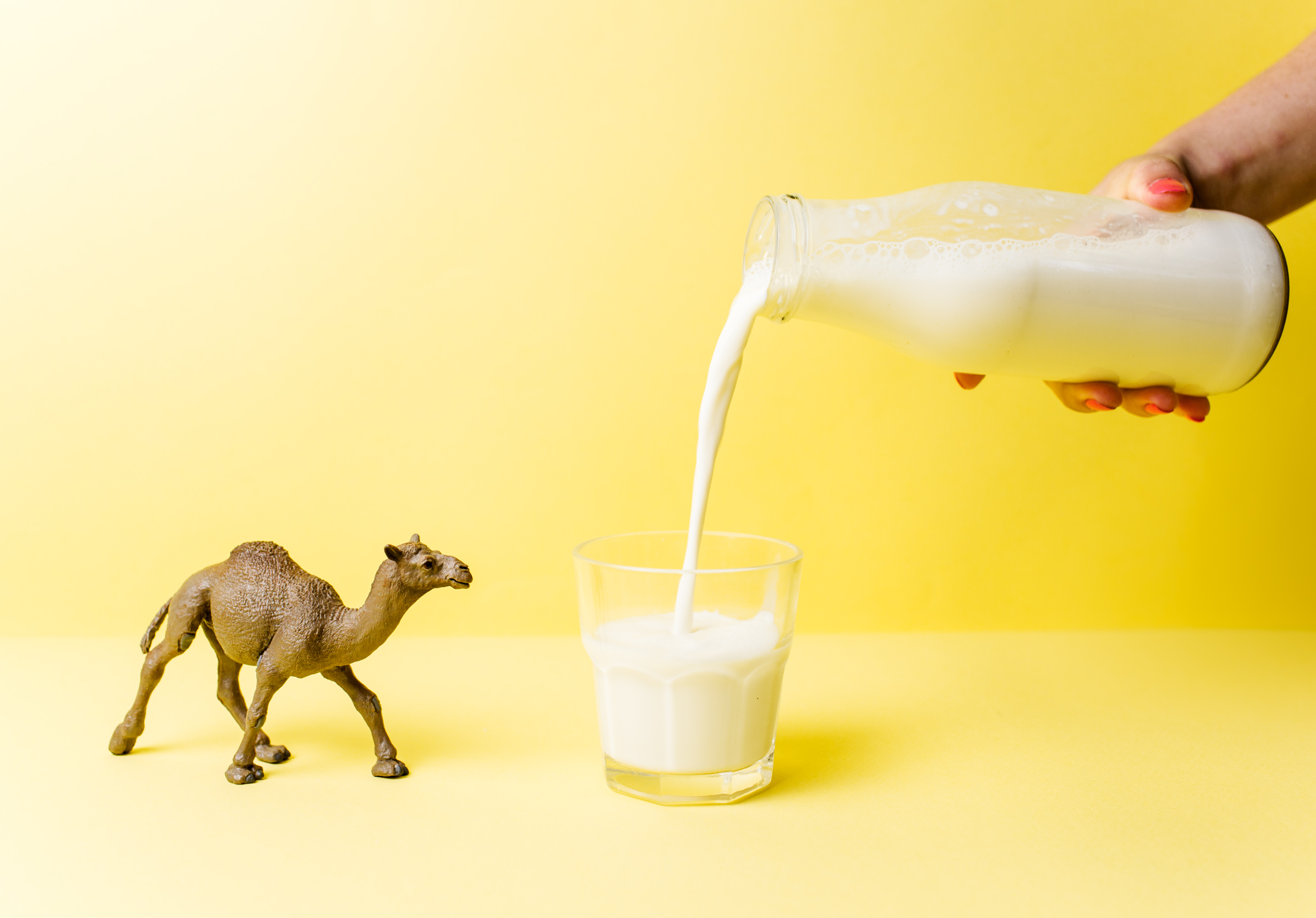 Camel Milk Has a Few Humps to Get Over