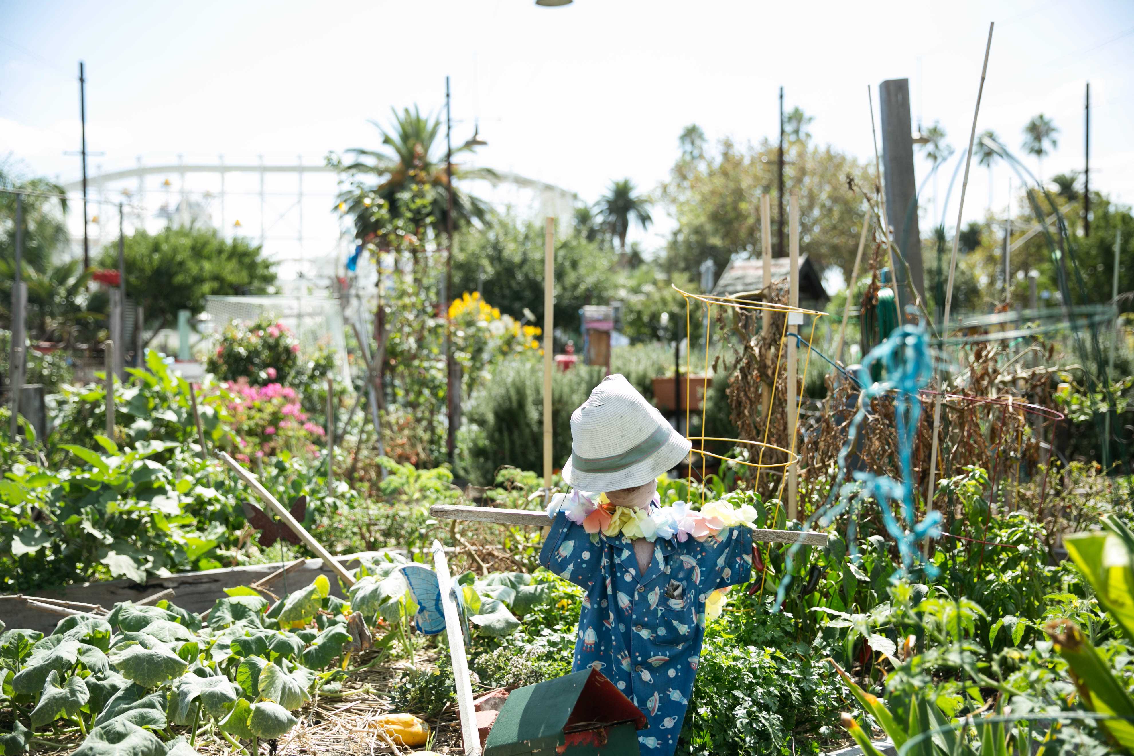 How to Keep your Plants Alive this Summer