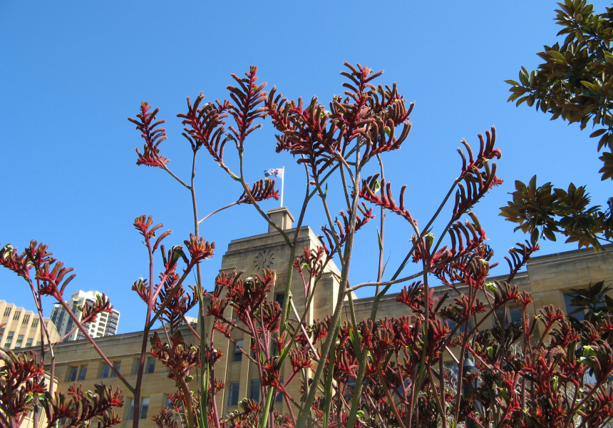 How to Grow a Native Forest in Your Garden