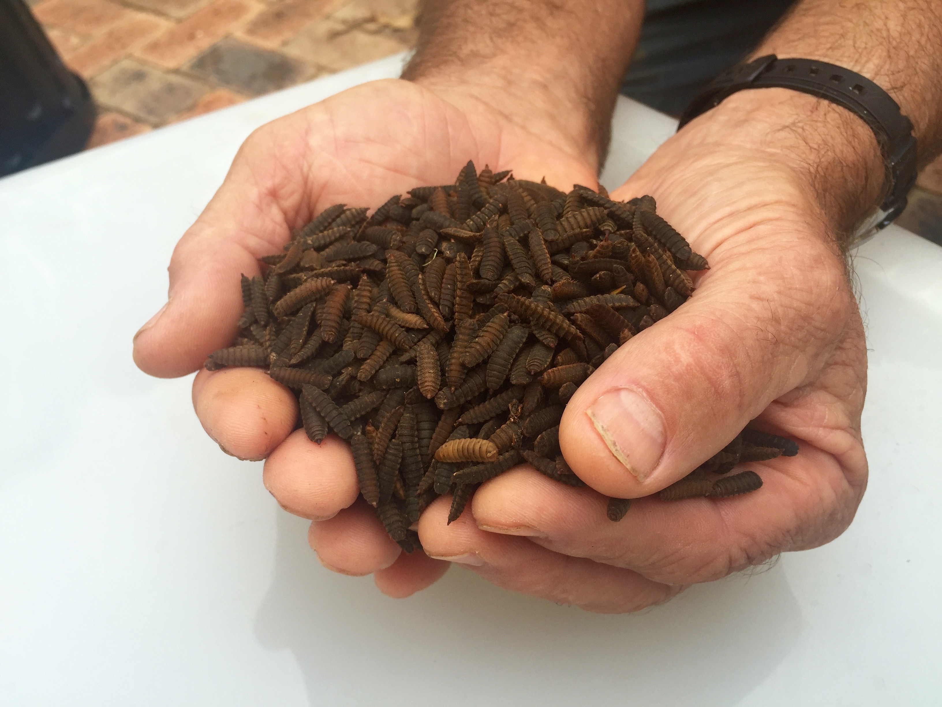 An Unlikely Saviour For Farmed Fish ... Maggots