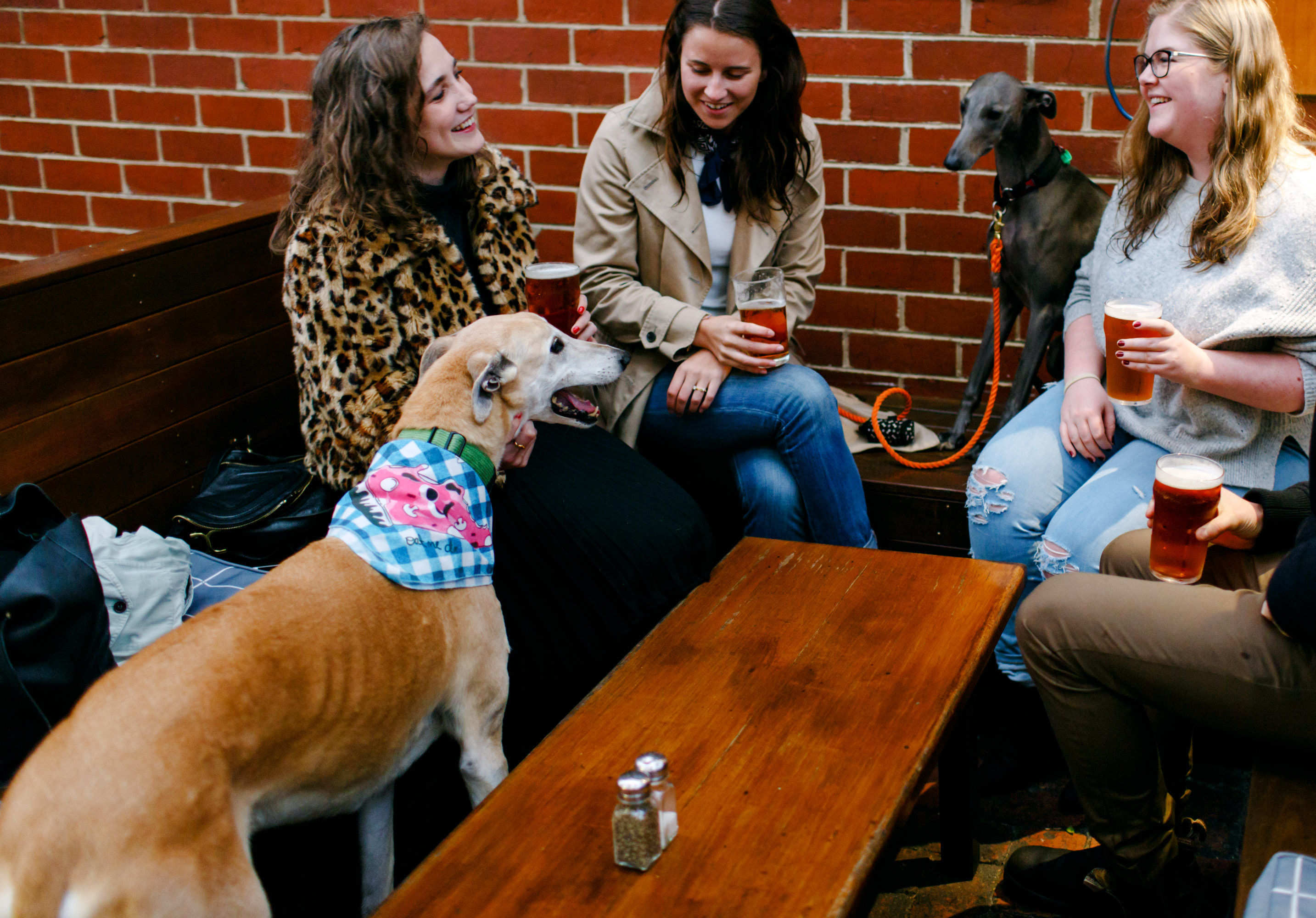 A Guide to the Best Dog-Friendly Beer-Drinking Spots in Perth