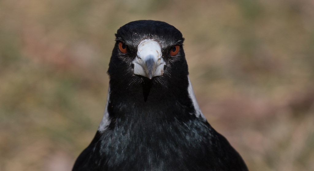Look Up! Magpie Swooping Season Starts Early