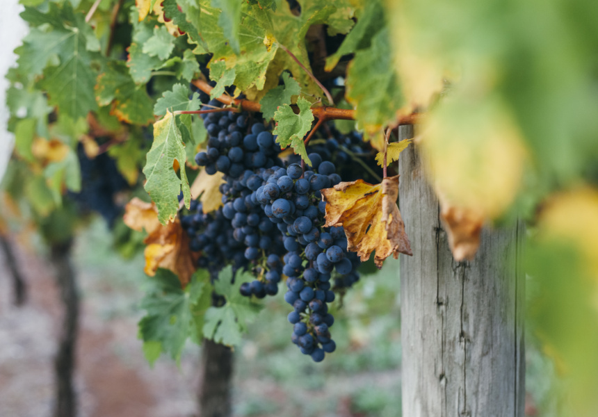 An Urban Vineyard in Your Back Garden? It’s Possible