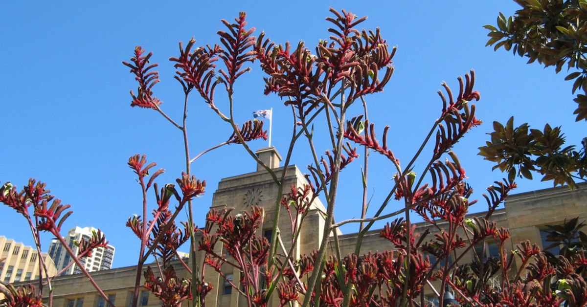 How to Grow a Native Forest in Your Garden