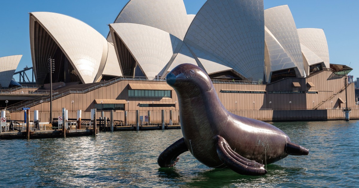 An Eight-Metre Inflatable Seal Floats into Sydney Harbour Today ...