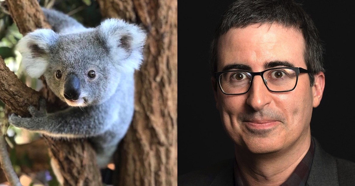 Australia Zoo Announces the John Oliver Koala Chlamydia Ward