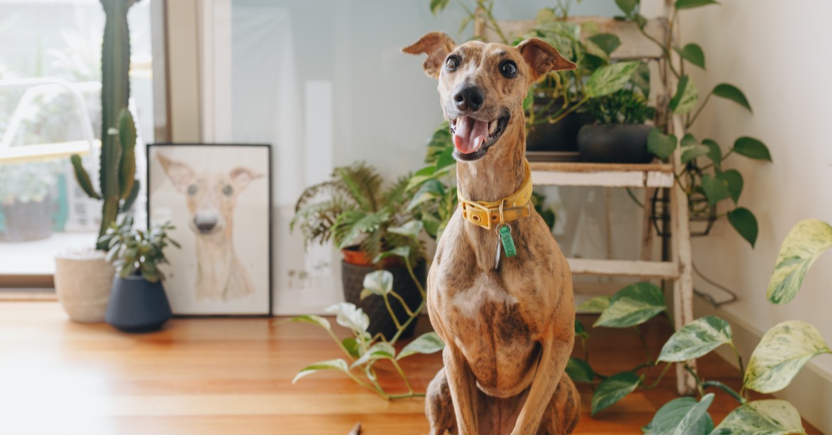 How to Know When You’re Ready For a Dog