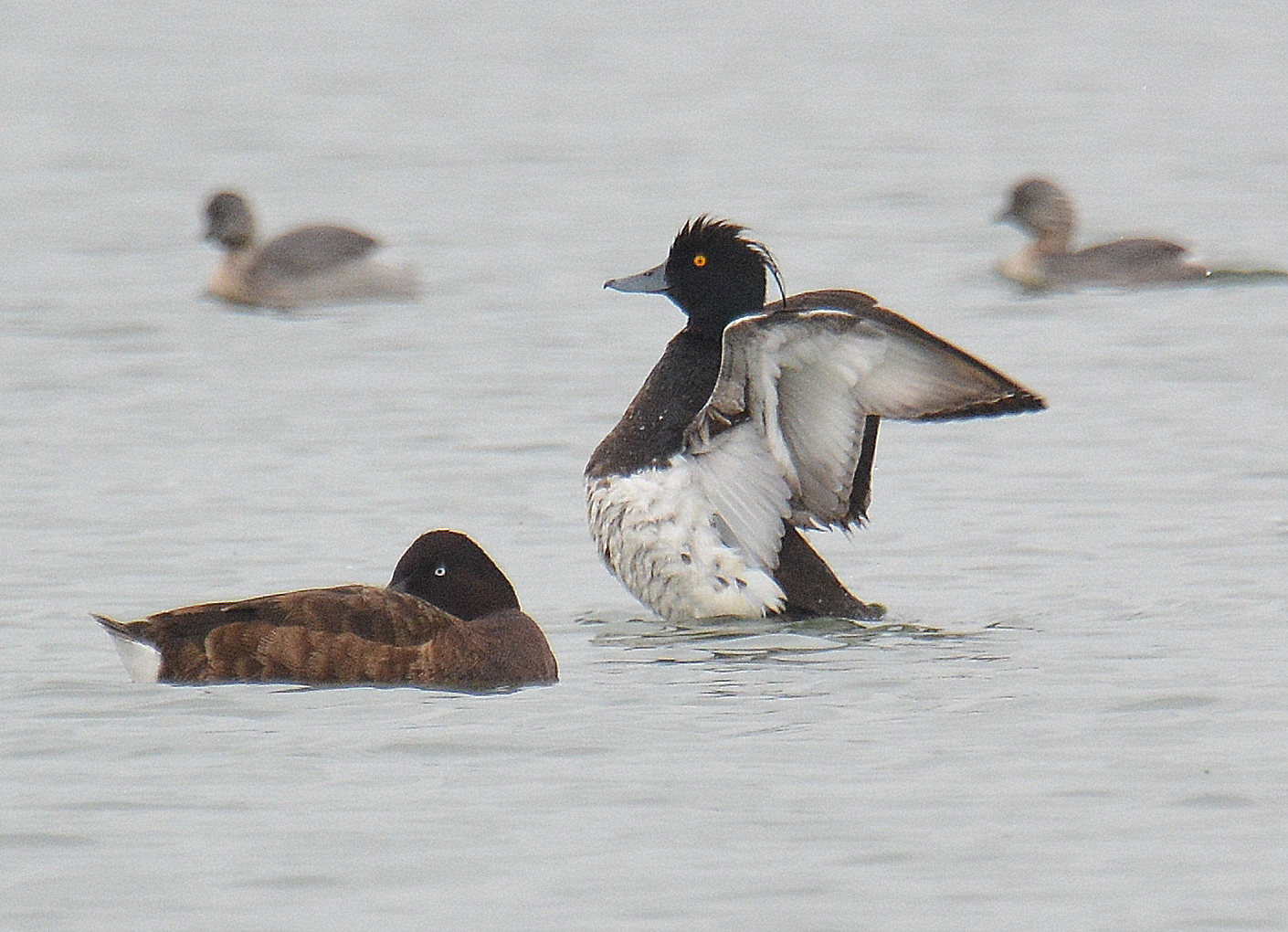 How This Handsome Duck Missed the Mark by 8000 Kilometres