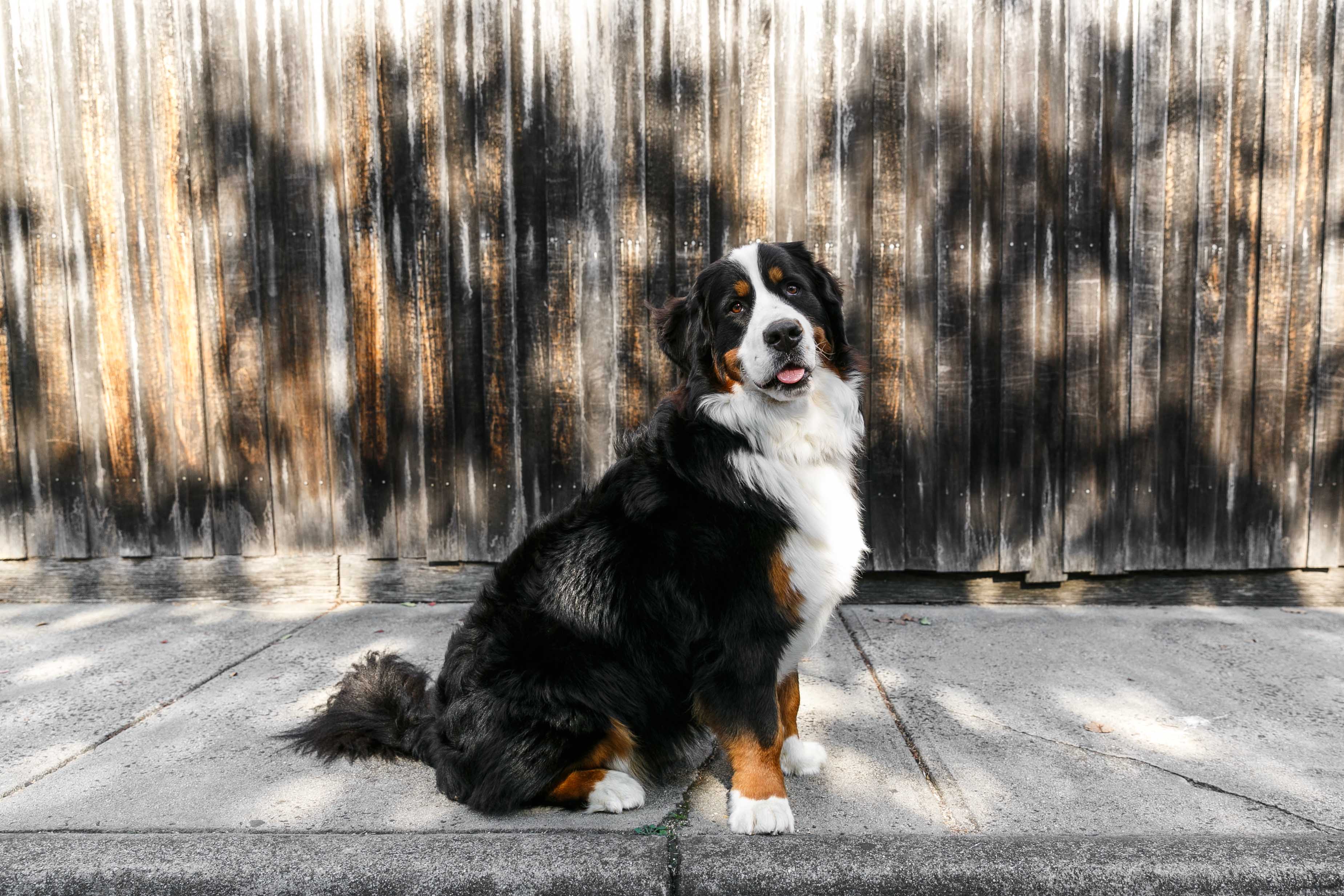 Dogs of Democracy | Broadsheet