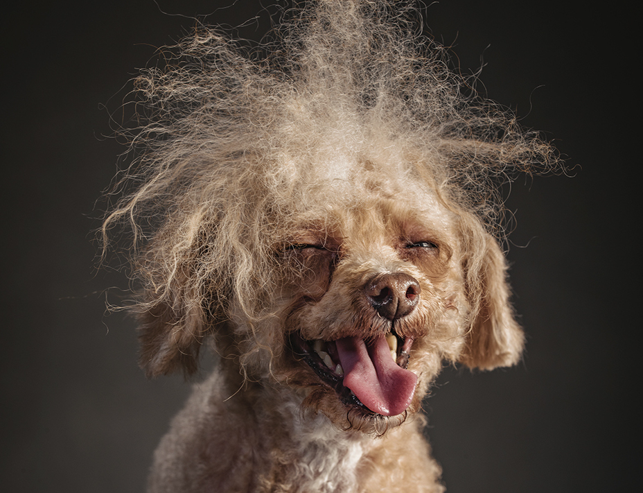 The Year of The Dogs Is a Touching, Funny, Beautifully Shot Book About ...