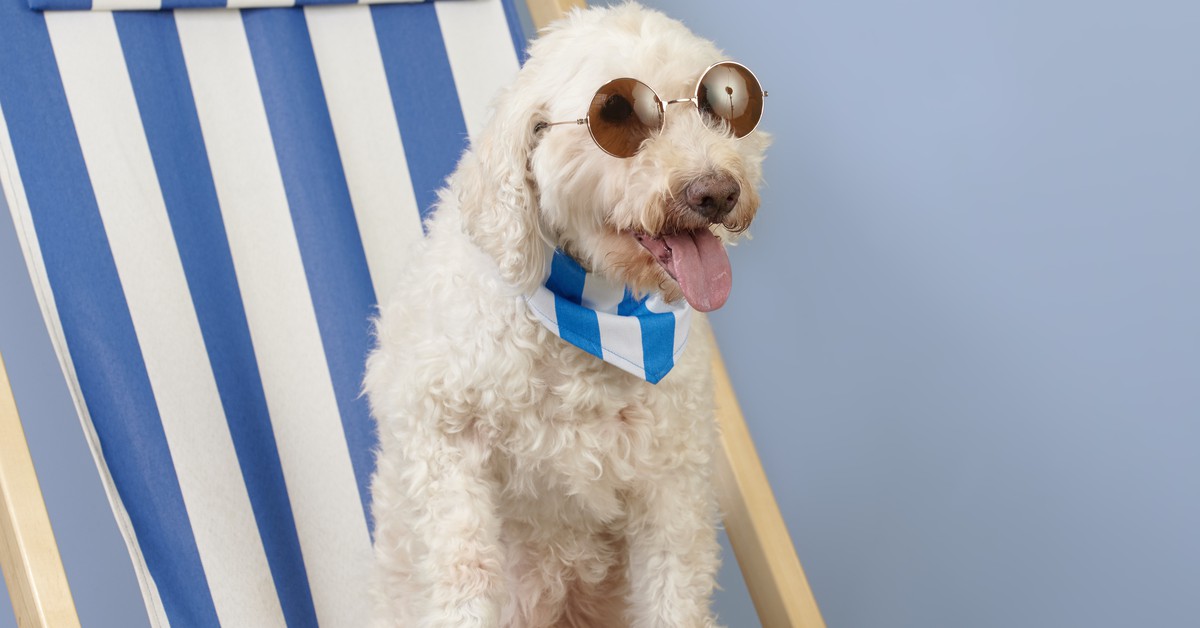Moon Dog Brewing Releases a 2020 Canine Calendar | Broadsheet