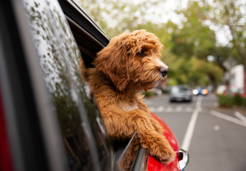 You Can Now Catch a Ride With Your Four-Legged Friends, As Uber Pet ...