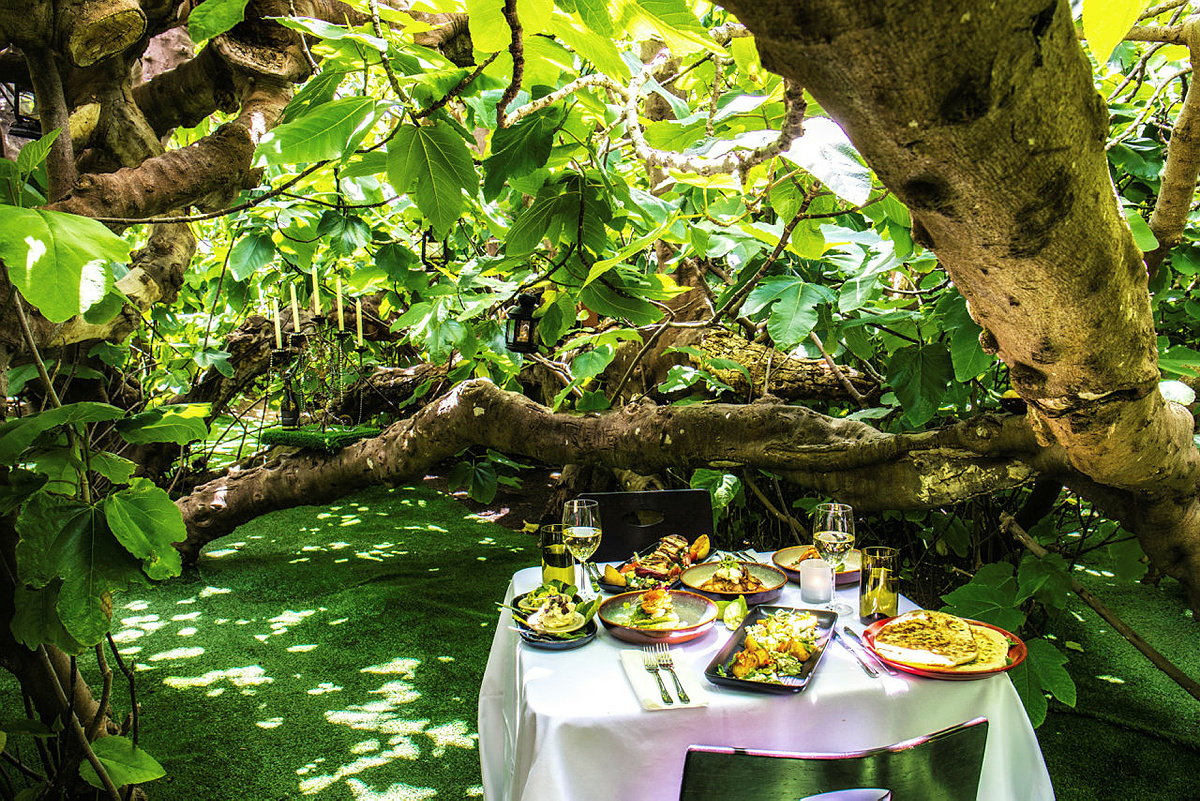Kangaroo Island’s Enchanted Fig Tree Will Reopen This Summer