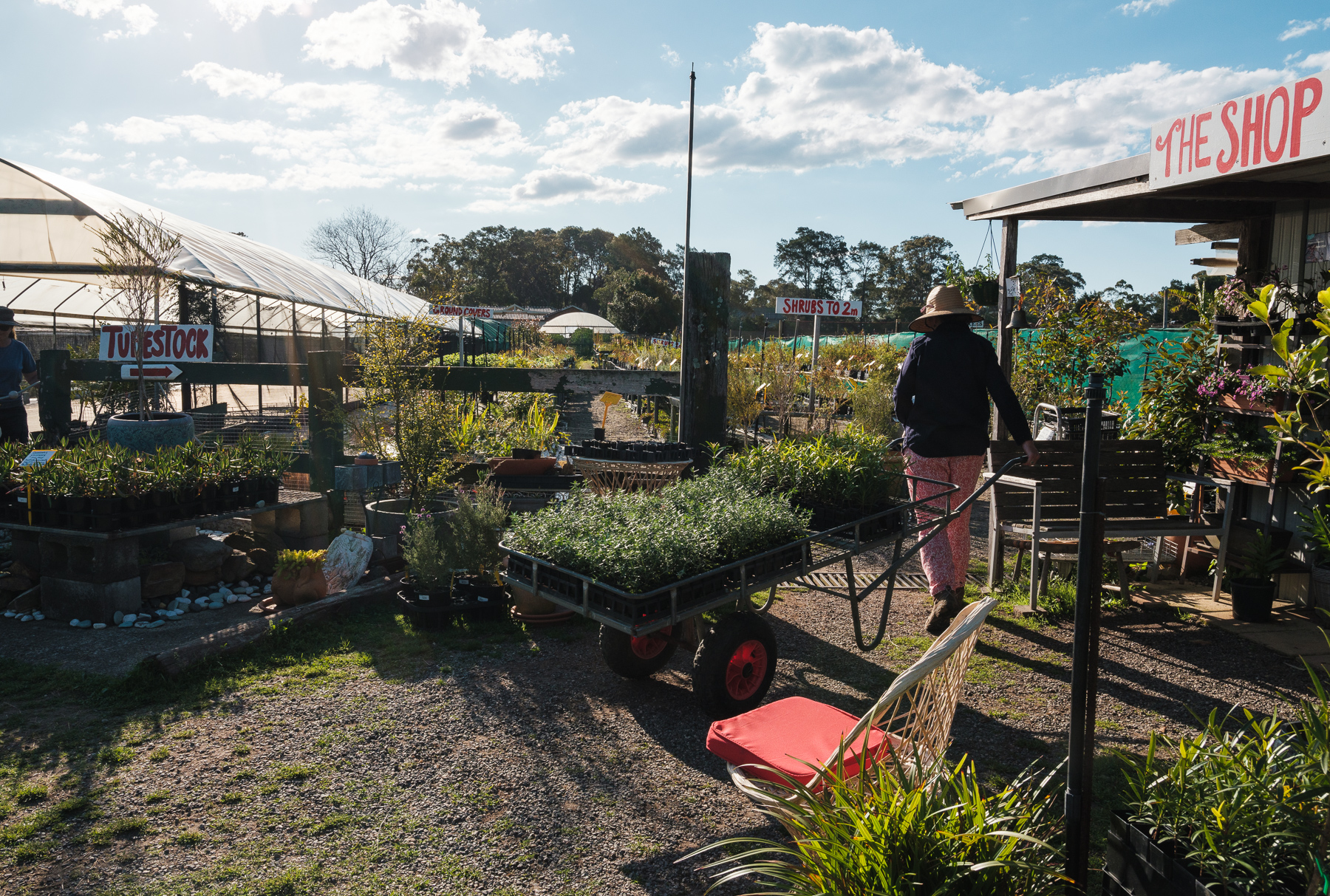North-Side Nursery Harvest Seeds & Native Plants Is Dedicated to ...