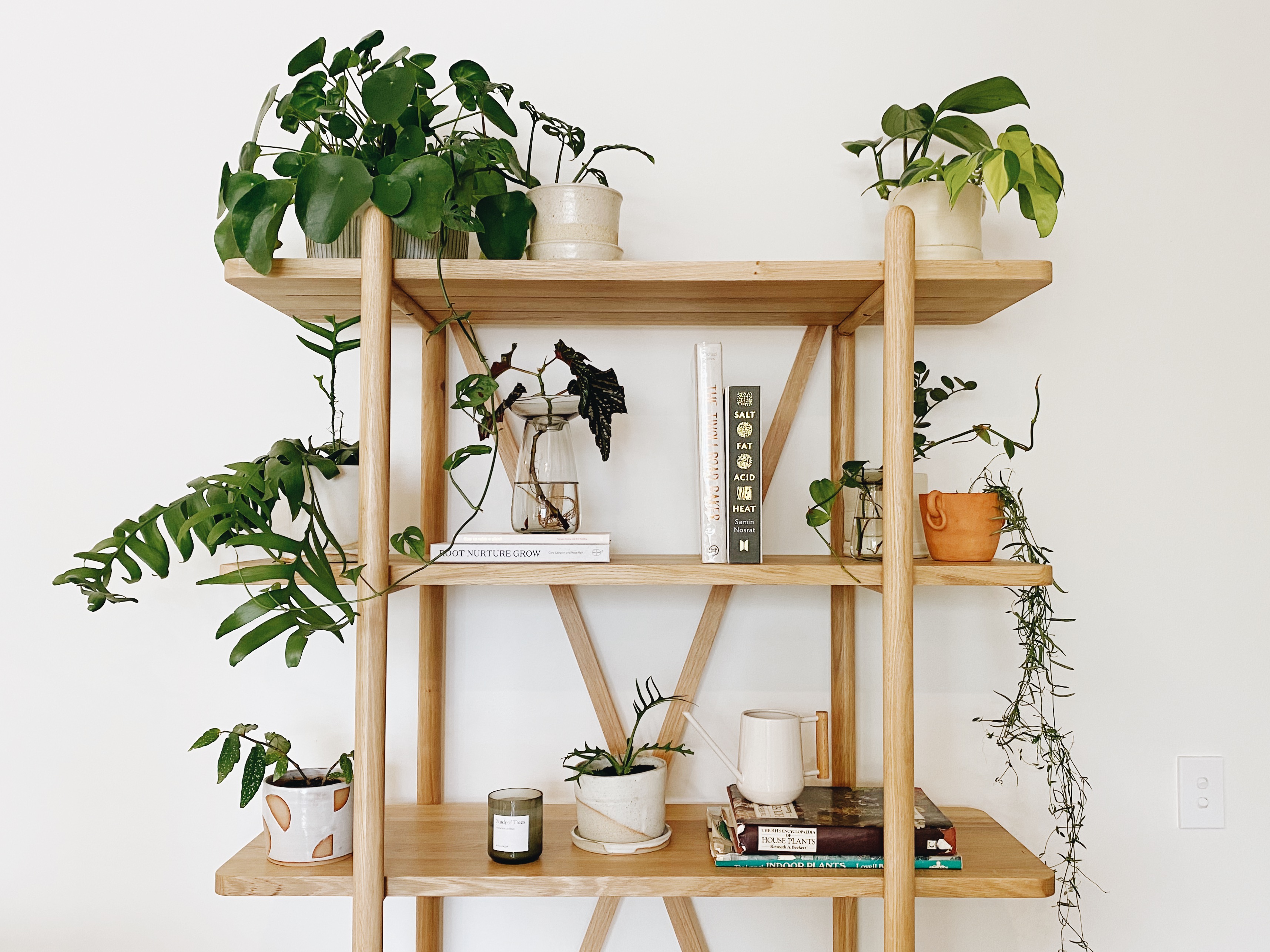 Turn One Plant Into Many With These Easy Propagating Tips