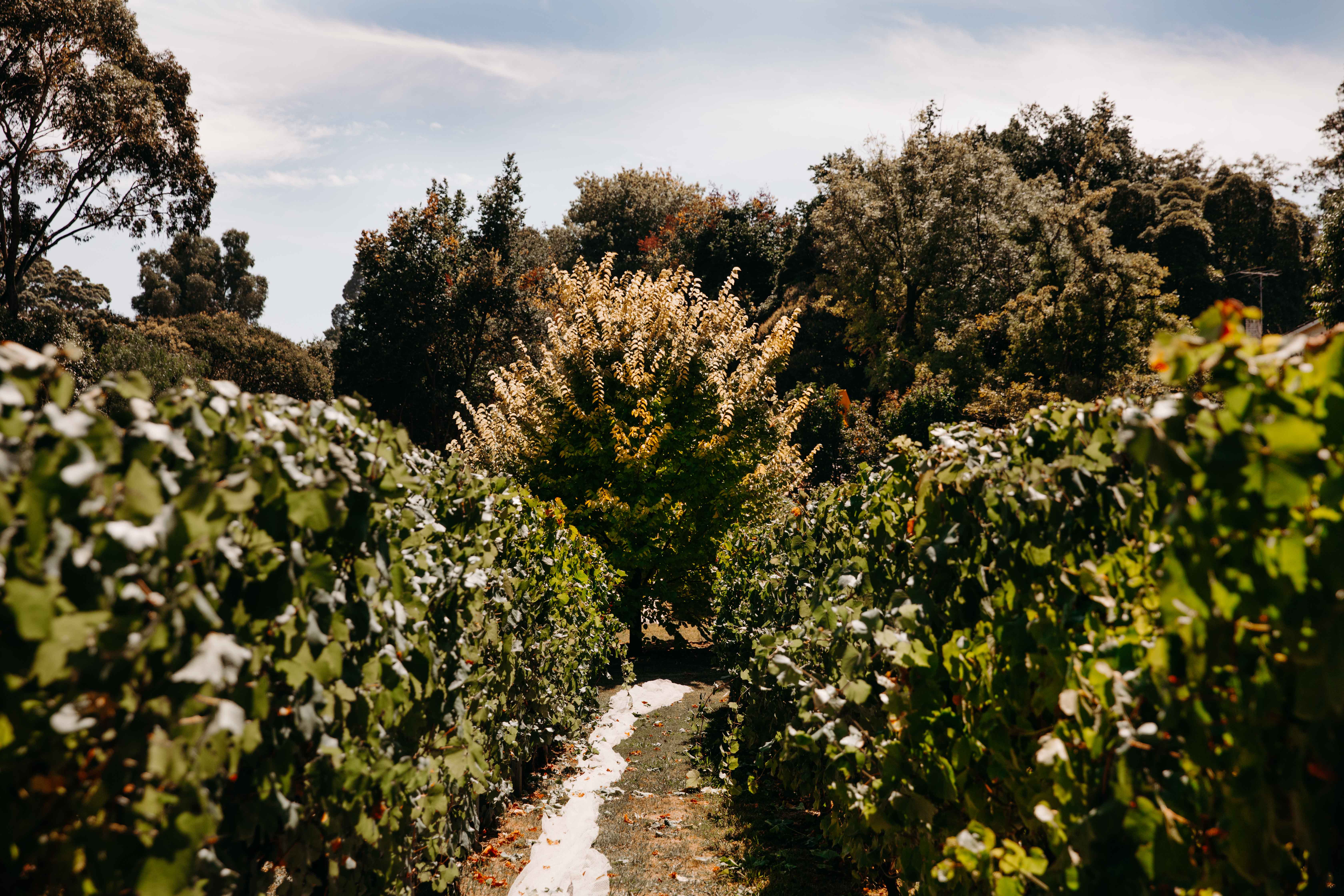 Hiding Just Off a Quaint Inner-City Backstreet Is a One-Acre Vineyard I ...