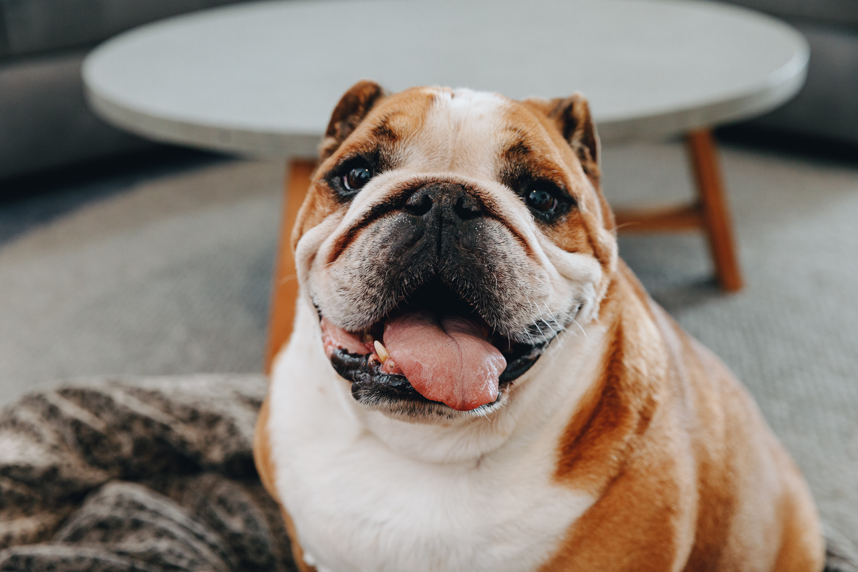 The Science Behind TV for Dogs