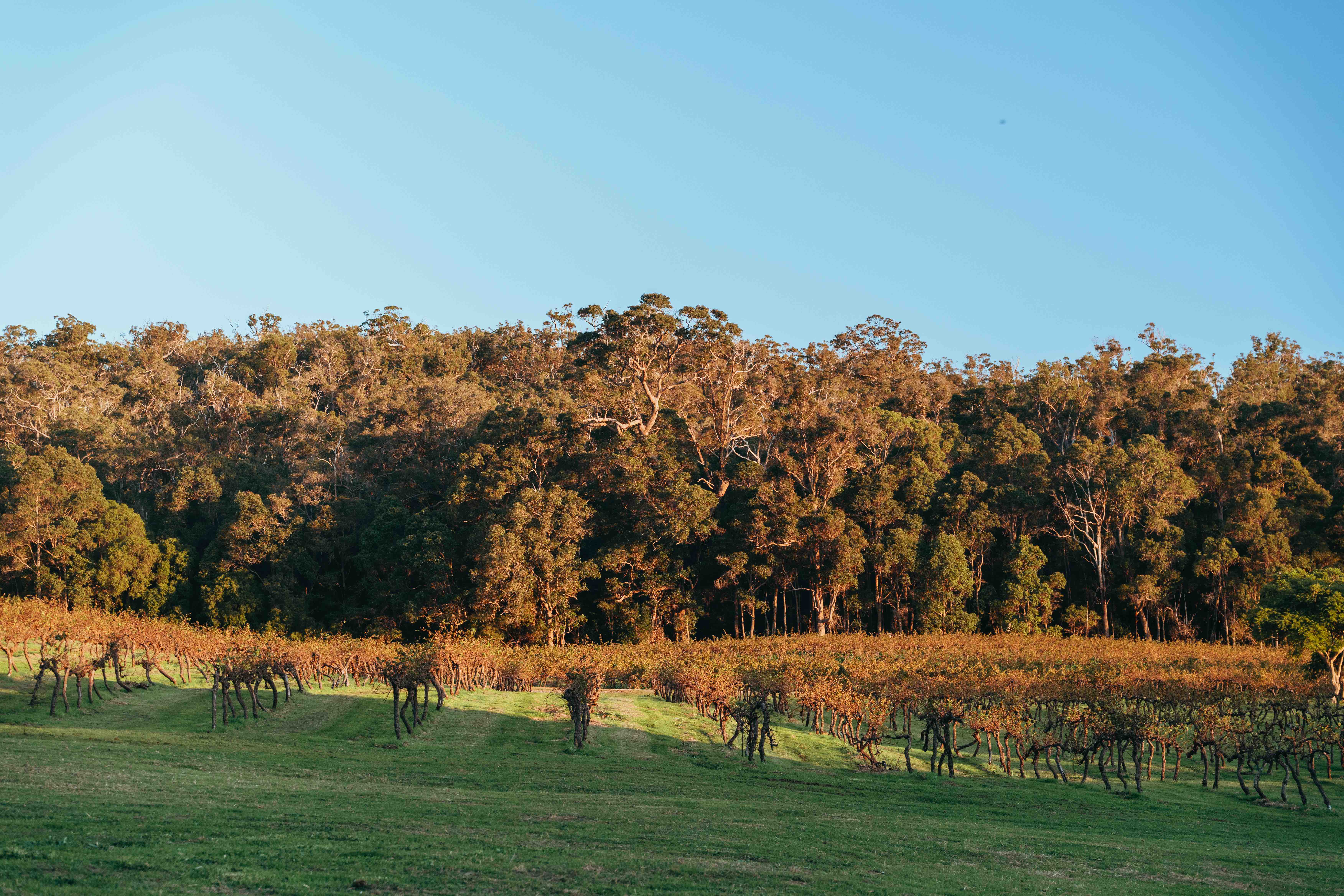 Pinot Picnic Returns to WA’s Southern Forests and Valleys