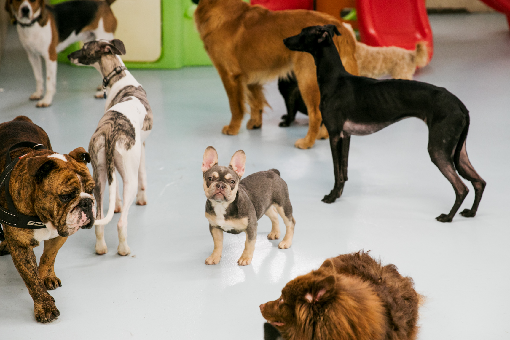 A Trim Figure, Gut Health and Playtime: Tips for Feeding Your Dog