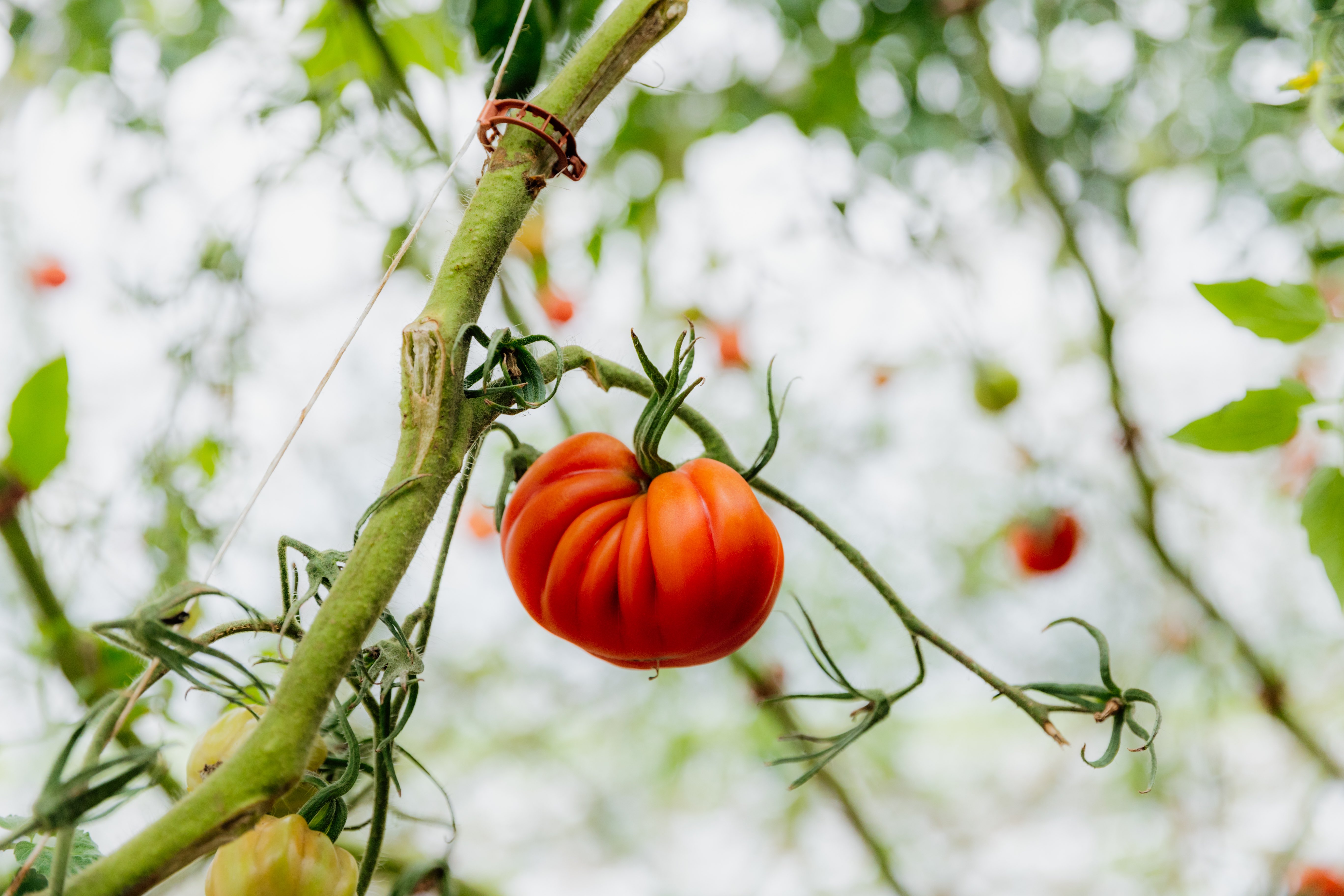 Gorge on Gourmet Fungi, Dragon Fruit and Edible Bamboo on a Noosa Food ...