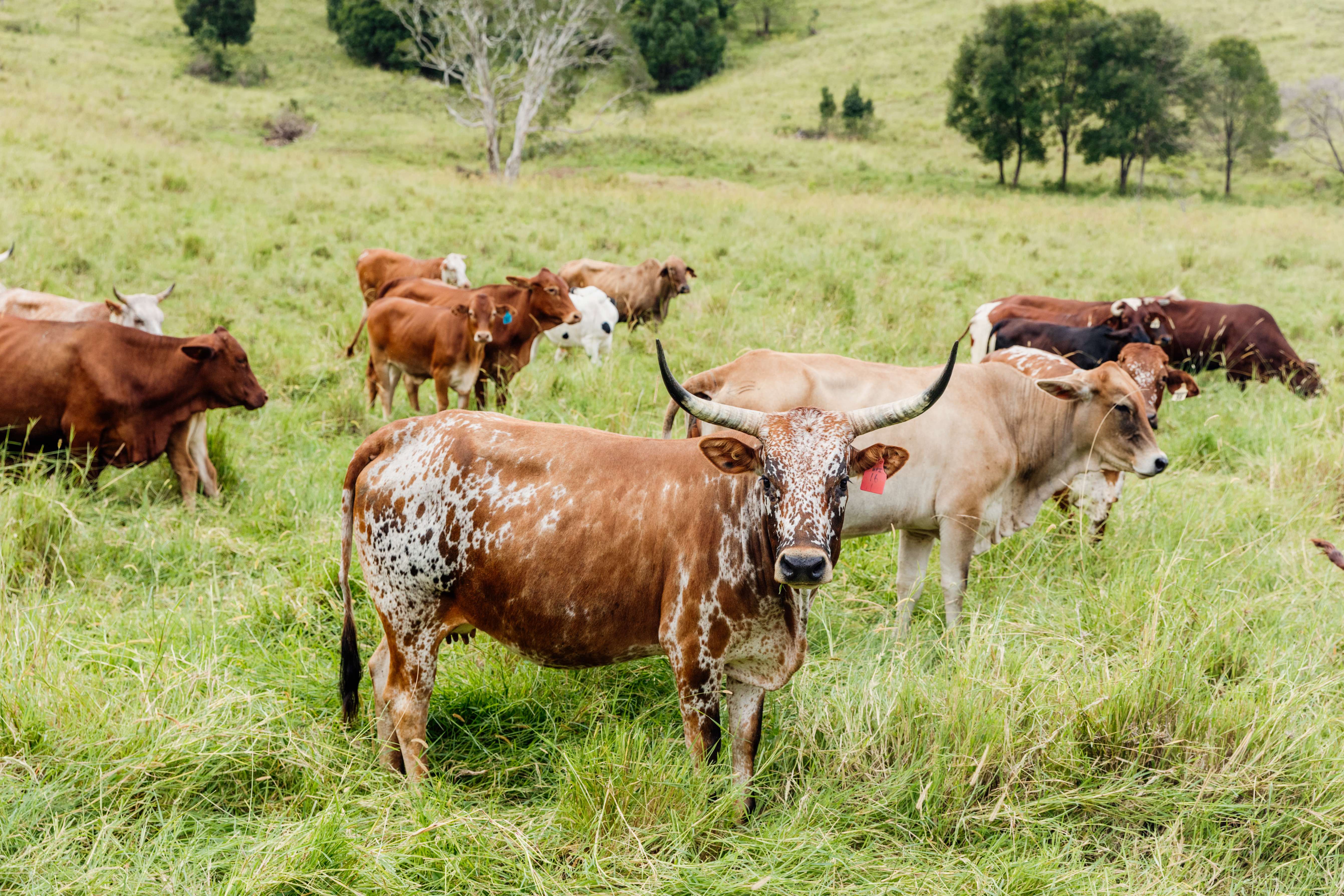 Gorge on Gourmet Fungi, Dragon Fruit and Edible Bamboo on a Noosa Food ...