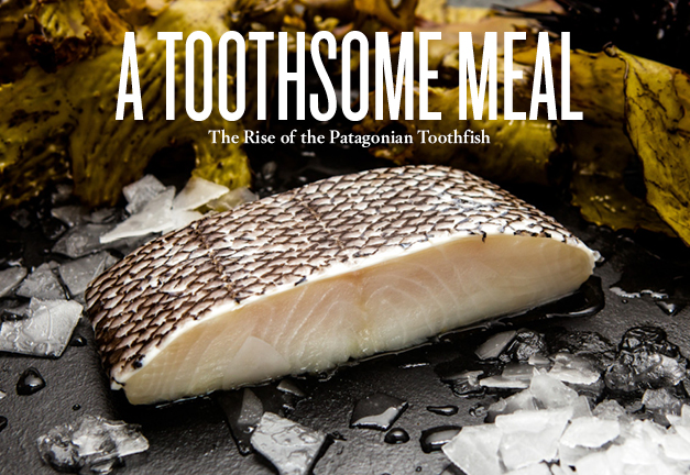 Toothsome: Toothfish is Back on the Menu