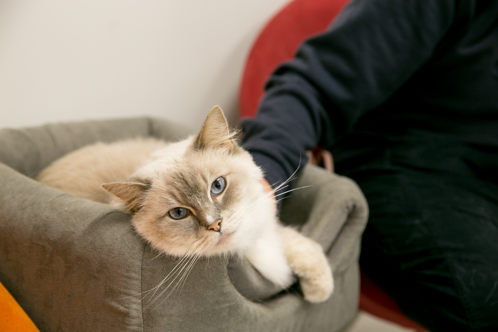 Sydney’s First (Open) Cat-Cafe
