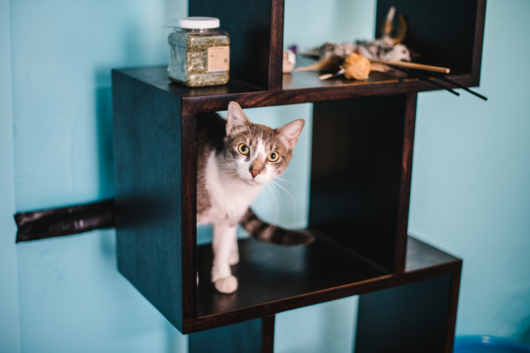 Catmosphere: the Space-Themed Cat Cafe is Open