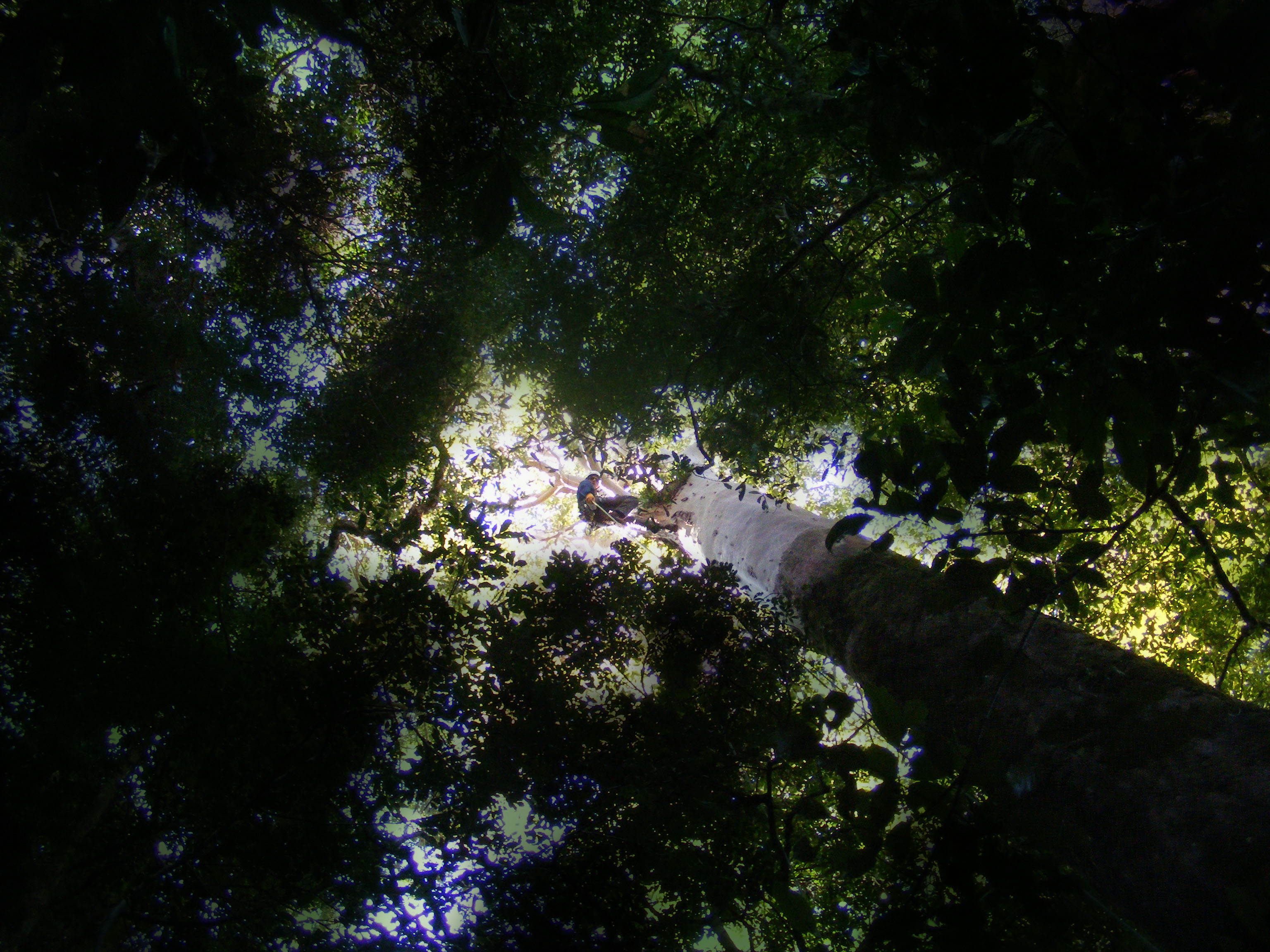 How to Climb a Tree (From a Tree-Climbing Champion)