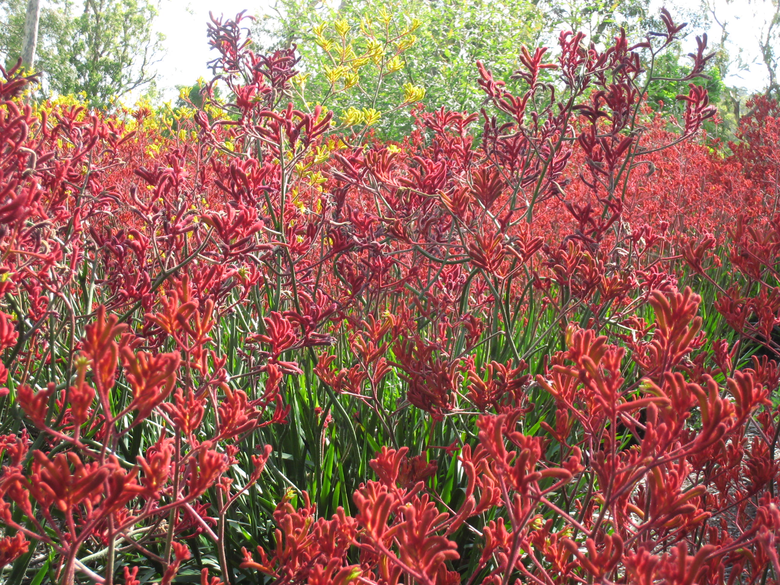 How to Grow Native Plants