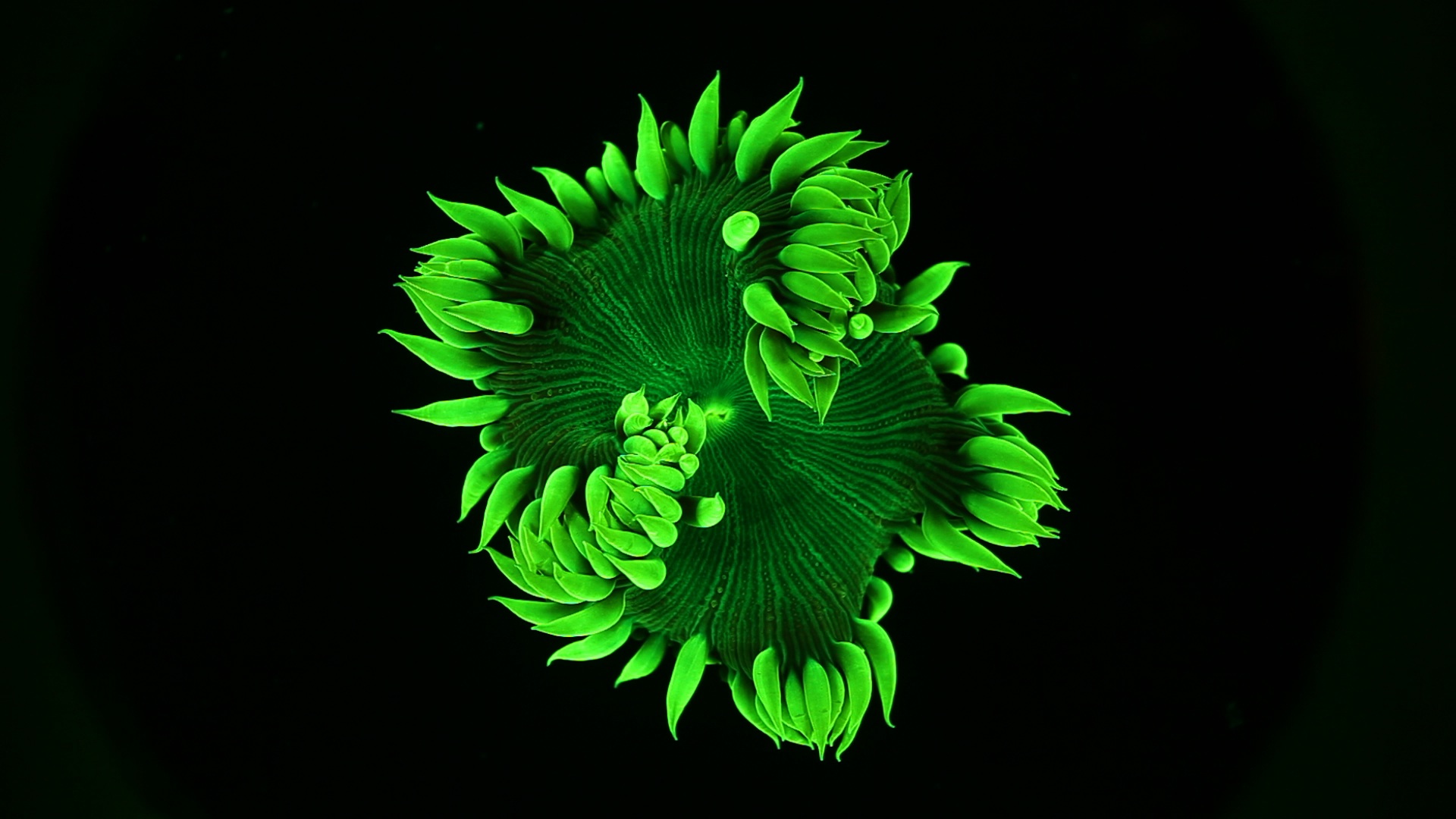 “Coral: Rekindling Venus” Screening This Week Only